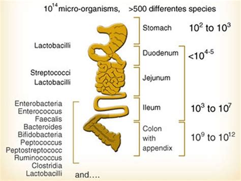 Tipos De Bacteria De La Flora Intestinal Cuerpo Humano