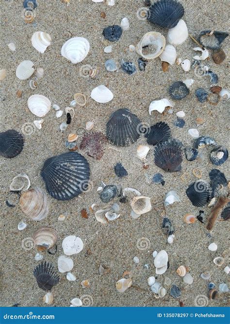 Une Collection De Diff Rents Coquillages Dans Le Sable Image Stock