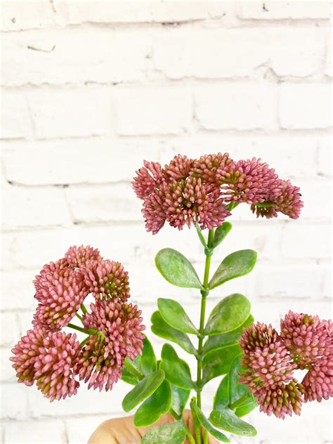Mauve Sedum Stem Keleas Florals