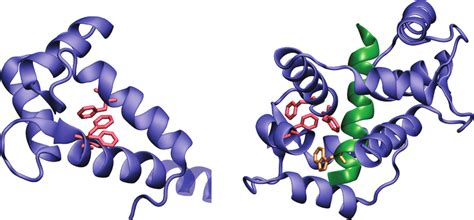 Left Panel One Lobe Of The Calmodulin Structure Highlighting The Download Scientific Diagram