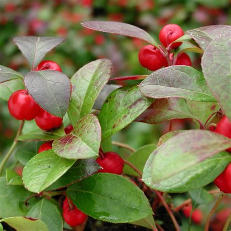 Gaultheria Procumbens