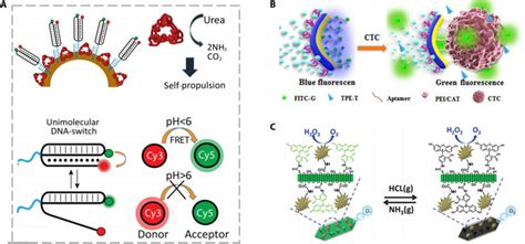 A Schematic Illustration Of Micromotor Immobilized With Fret Labeled Download Scientific