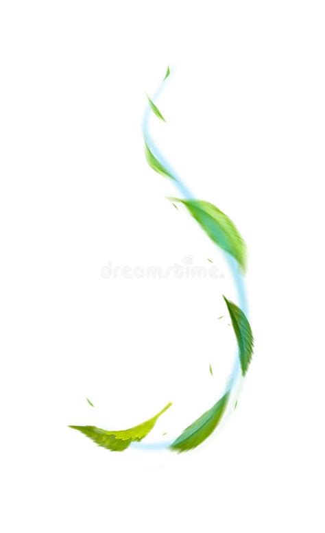 Green Floating Leaves Flying Leaves Green Leaf Dancing On White Background Stock Image Image