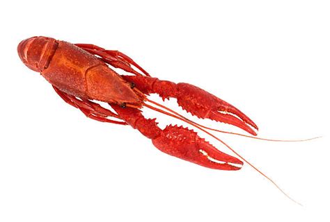 시그널 가재 이미지 스톡 사진 및 일러스트 Istock