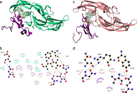 Ribbon Representation Of The Models Of The A Gdf3 Alk7 And C Nodal Alk7