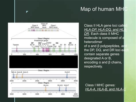 Major Histocompatibility Complex Mhc Ppt Genetics Science