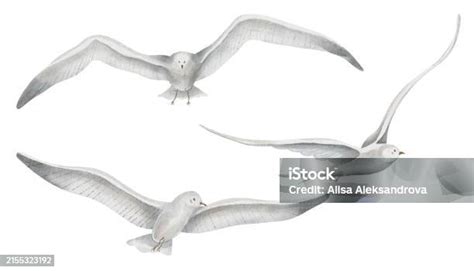 비행 중인 갈매기의 수채화 그림입니다 우아한 날개를 가진 비행 해양 조류 고립된 배경에 갈매기가 있는 설정 해상 스타일의