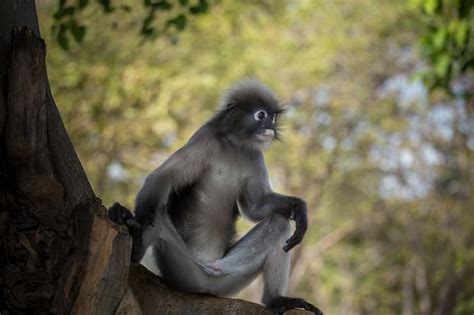 Premium Photo Dusky Langur Trachypithecus Obscurus