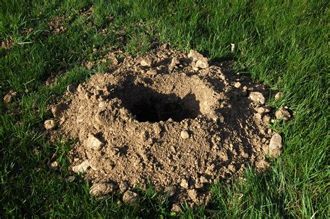 Gopher Identification Guide What Is A Gopher What They Eat And Look Like