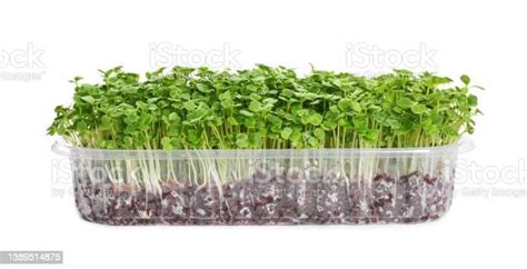 흰색 배경에 플라스틱 용기에 신선한 유기 마이크로 그린 0명에 대한 스톡 사진 및 기타 이미지 0명 건강한 식생활 겨자 Istock