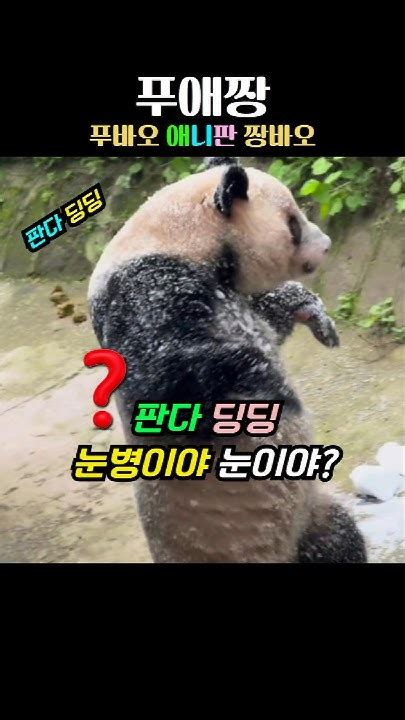 판다 딩딩 눈병 다시 심해진건가요 아니면 Youtube
