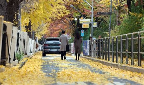 낙엽 떨어진 거리 파이낸셜뉴스