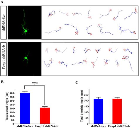 Foxp1 Regulates Neuronal Morphogenesis In Vitro A Cortical Neurons Download Scientific
