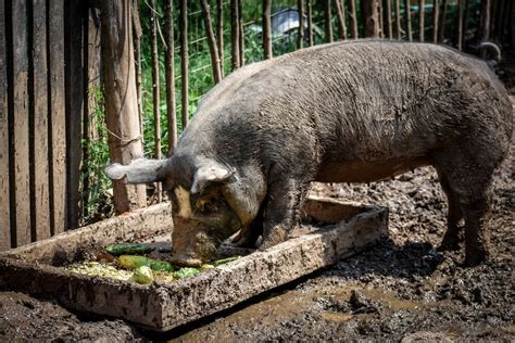 Curl Creator Mulls Nixing Bug Bounty Awards To Stop AI Slop The Register