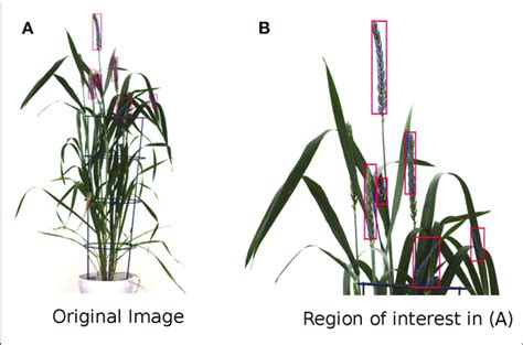 Limitations Of Wheat Spike Detection Using The Qiongyan Et Al 2017