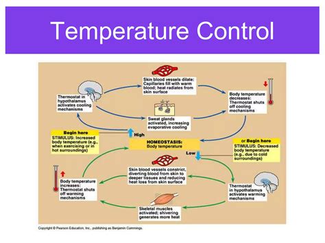 Endocrine System Feedback Loops Pptx