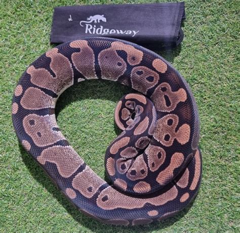 Normal Ball Python By Ridgeway Exotics