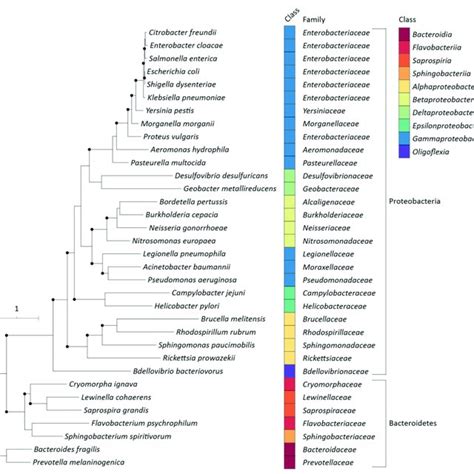Rooted Tree Based On The Alignment Of The Lola Protein Sequences Of The Download Scientific