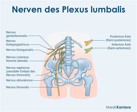 Plexus Lumbalis Anatomie Verlauf Und Funktion