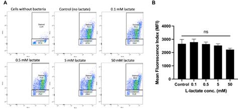 Lactate Causes Downregulation Of Helicobacter Pylori Adhesin Genes Saba And Laba While Dampening