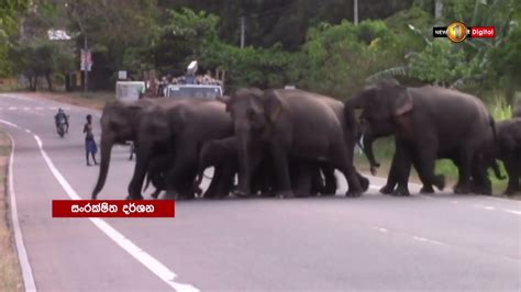 විසඳුමක් නොමැති අලි මිනිස් ගැටුම Youtube