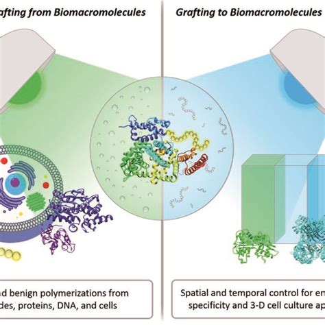 Light Has Been Used For Grafting Polymers From Biological Entities Such Download Scientific