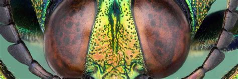 Scientists Complete First Map Of An Insect Brain Starset Society