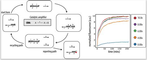 Researchers Use A Strand Displacing Dna Polymerase To Do Biocomputing