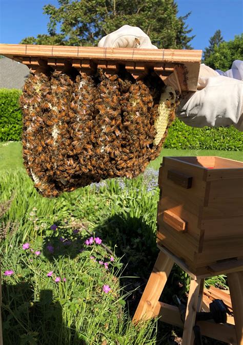 Hive Setup Beeboxing Hives