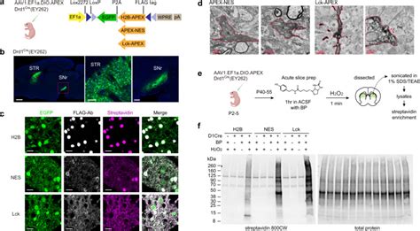 Cell Type And Subcellular Compartment Specific APEX Proximity Labeling Reveals Activity