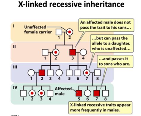 Lecture 8 Sex Linked Inheritance Genetic Testing Flashcards Quizlet