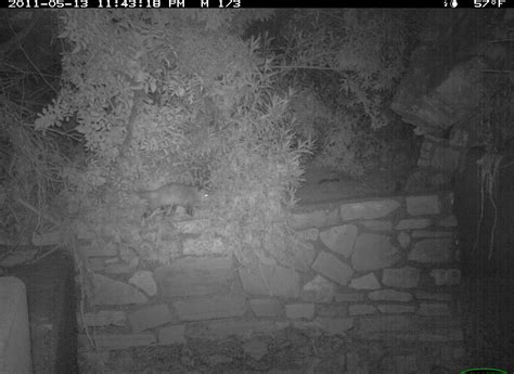 Problem Training On Custom Dataset · Issue 4053 · Open Mmlab