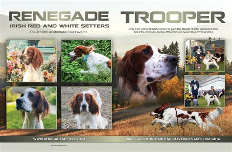 German Wirehaired Pointer Dog Breed And Characteristics