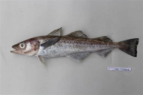 スケトウダラ みんなの博物館