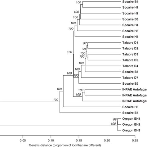 Nuclear Single Nucleotide Polymorphism Snp Phylogenetic Download