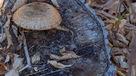 7 Ways To Get Rid Of Mushrooms In Your Yard Toms Guide