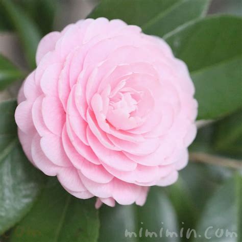 ツバキ八重咲き千重咲きの乙女椿花の写真花言葉 みみみんブログ
