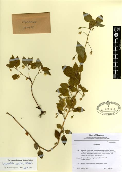 Lysimachia Evalvis Wall Myanmar Vascular Plants Database