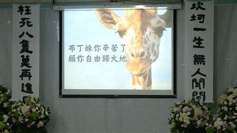 六福村10年有8隻長頸鹿死亡 動保團體控照養不當 ｜ 公視新聞網 Pnn