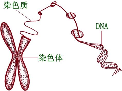 基因与染色体 遗传病生育网