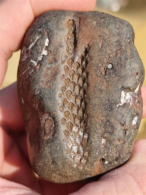 Fossil R Whatsthisrock
