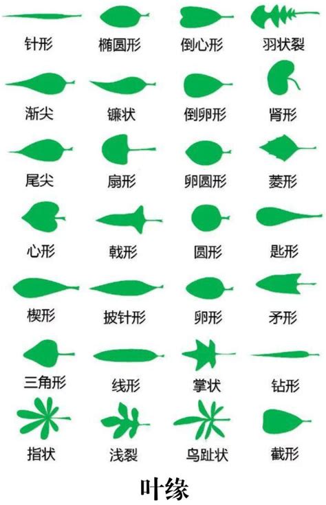 植物的「葉根莖花果」分類圖譜 每日頭條