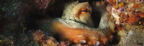 Octopus Reproduction