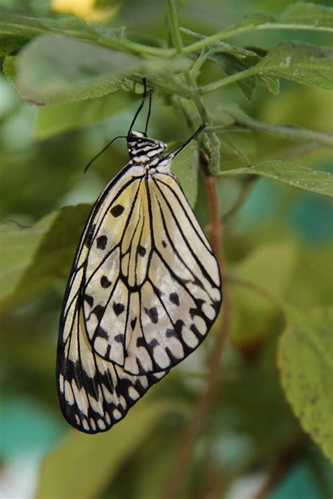 Butterfly Insect Winged Free Photo On Pixabay Pixabay