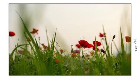 양귀비꽃의 향연 Youtube