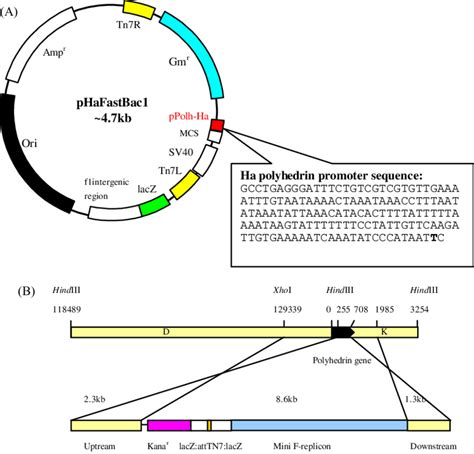 A Physical Map Of Donor Plasmid Phafastbac1 And The Polyhedrin