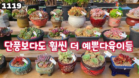 24년11월19일 다육이사랑방 010 6371 1302 다육판매 써든벨 에스메랄다철화 파이렌시스 집시금 알사탕 앙떼떼