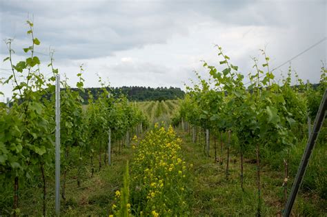 Tsinandali Estate Tsinandali Estate წინანდლის მამული