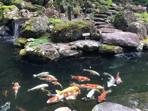 ボードKoi Pondのピン