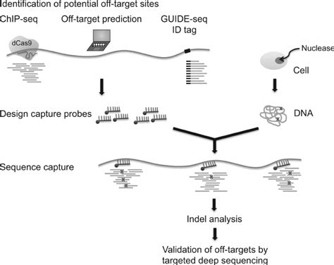 Cas9 Induced Indels Occur Proximal To The Center Of 200 Bp Capture Download Scientific Diagram